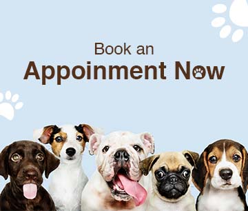 Contact Us - SpagoDog